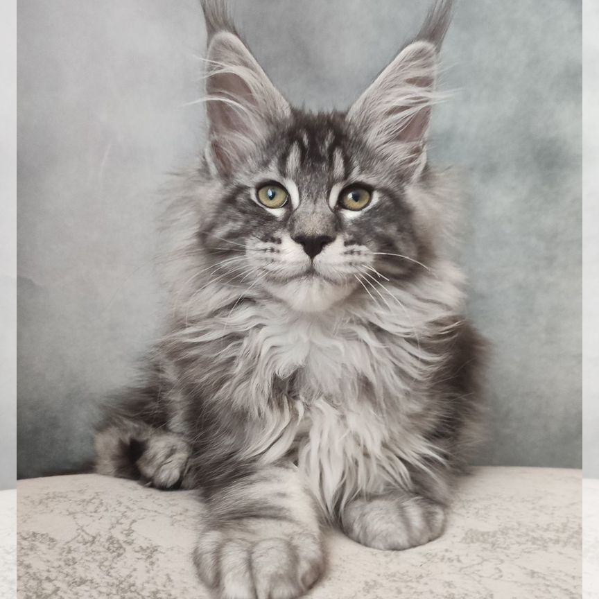 Мейн-кун котёнок