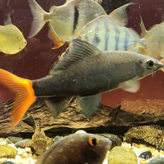 Лабео биколор крупный