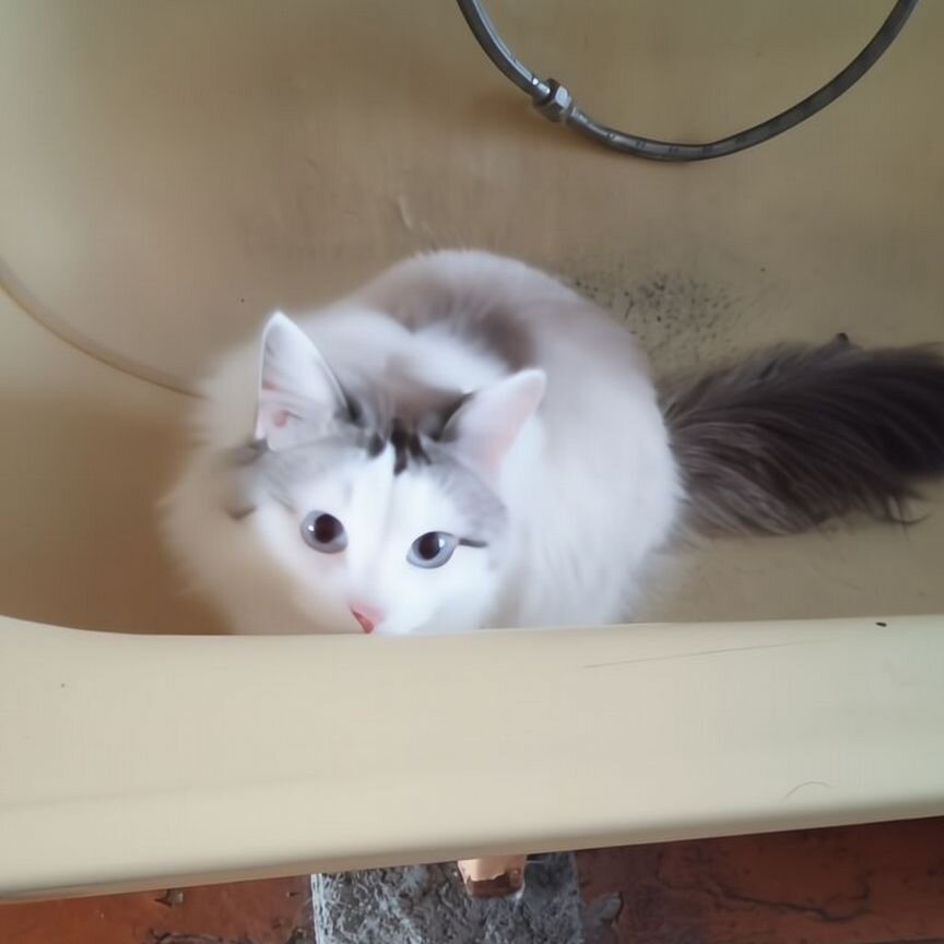 Котёнок в добрые руки