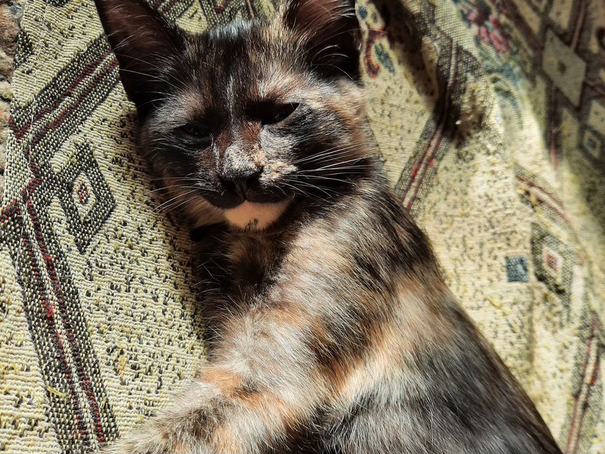 Мраморная кошечка