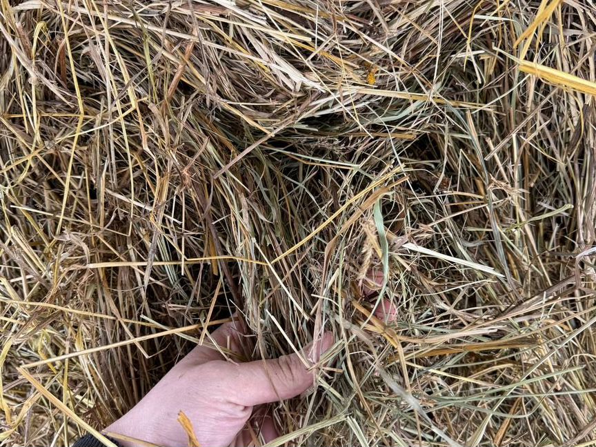 Сено 30 рулонов оптом