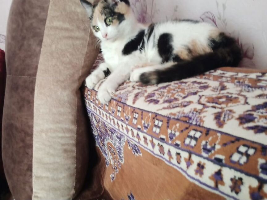 Котята в добрые руки 2-3 дня