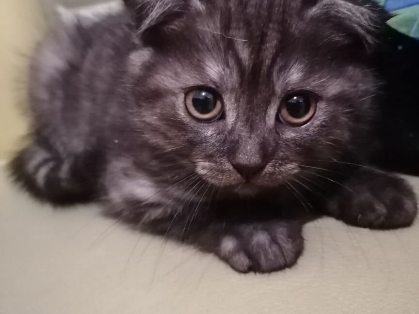 Котёнок от выслоухой кошки