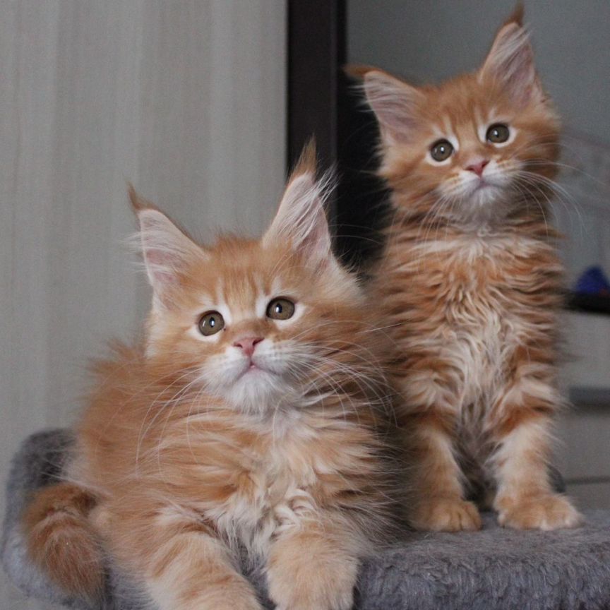 Котята мейн-кун мальчики