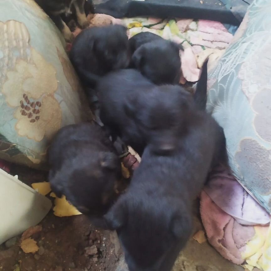 Пристраиваем щенят