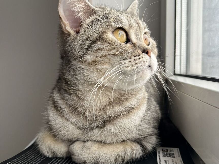 Шотландская прямоухая в добрые руки