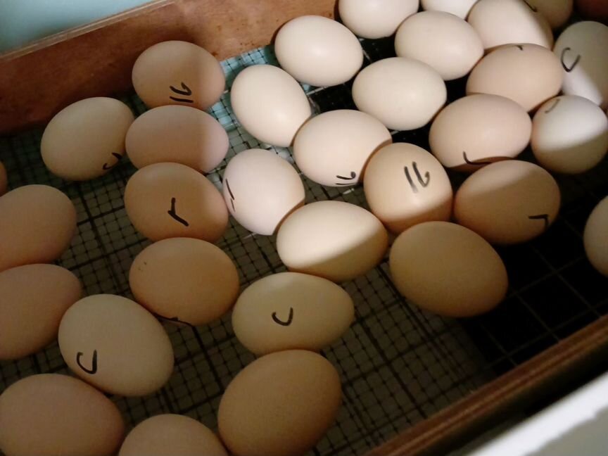 Гуси, Башкирская