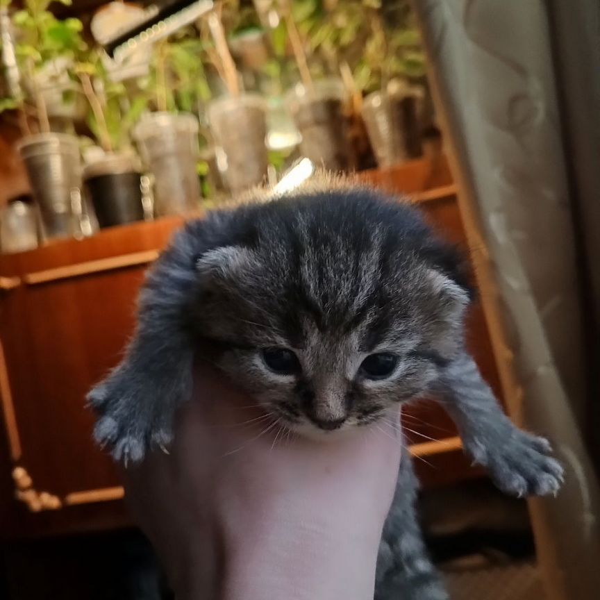 Шотландская