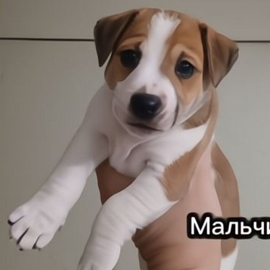 Джек-рассел-терьер, щенок