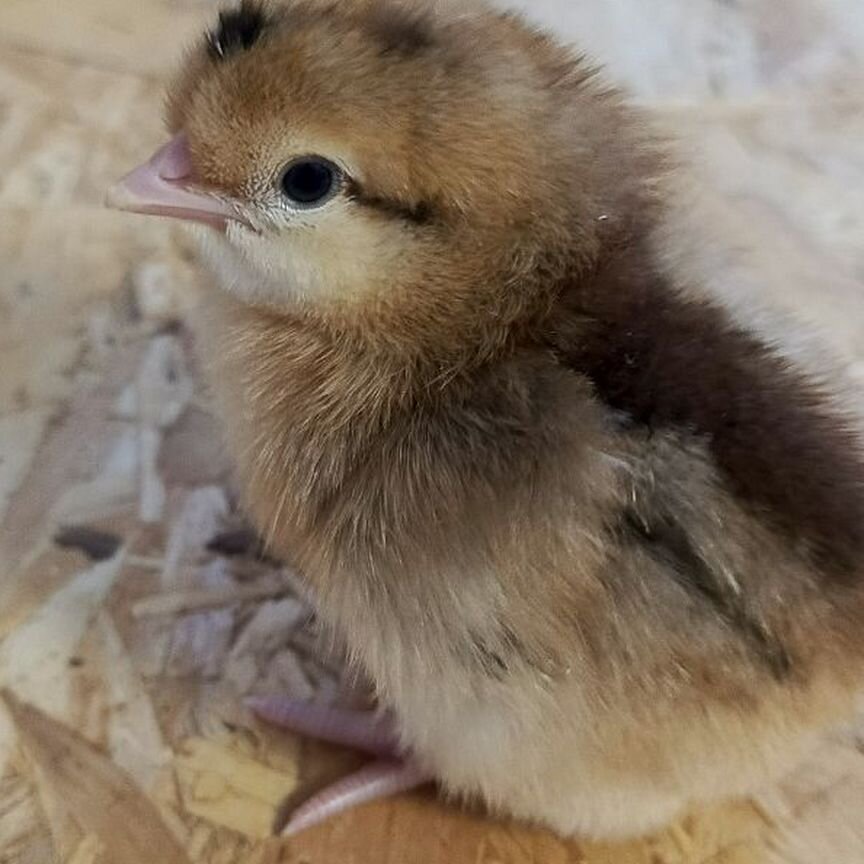 Цыплята голубое, зелёное яйцо