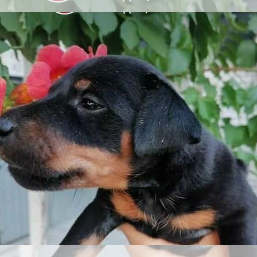 Щенки 1 месяц Ягдтерьер