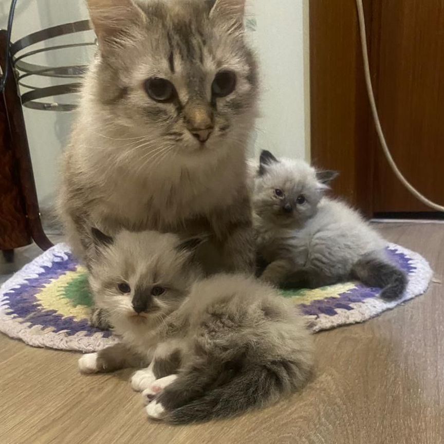 Котята невская маскарадная