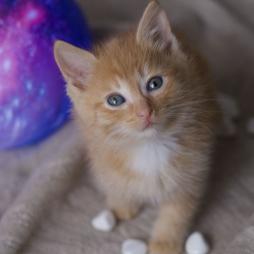 Котёнок в добрые руки