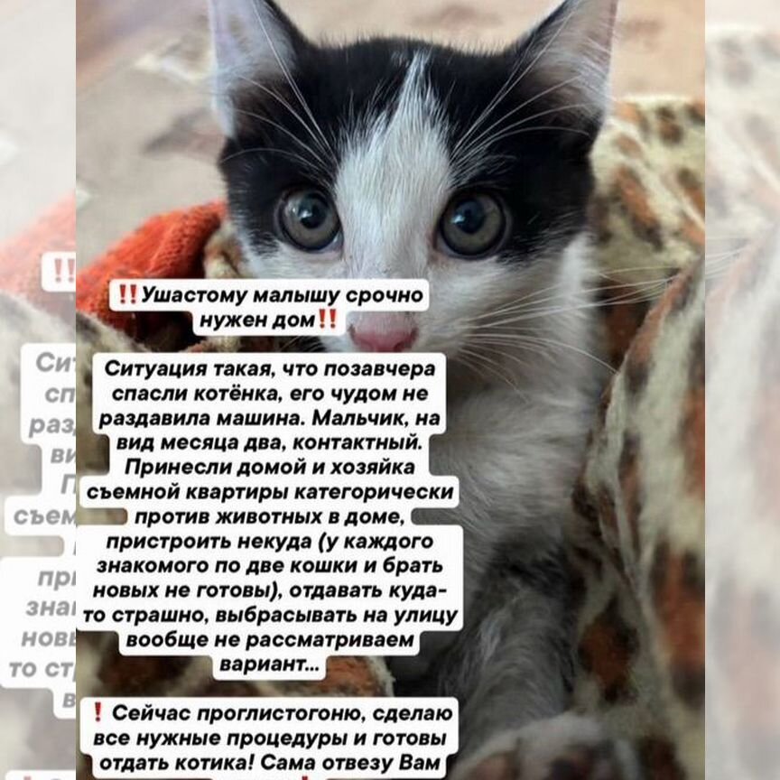 Ушастый малыш хочет найти свой дом
