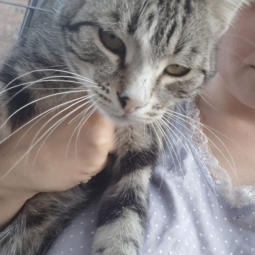Кошка