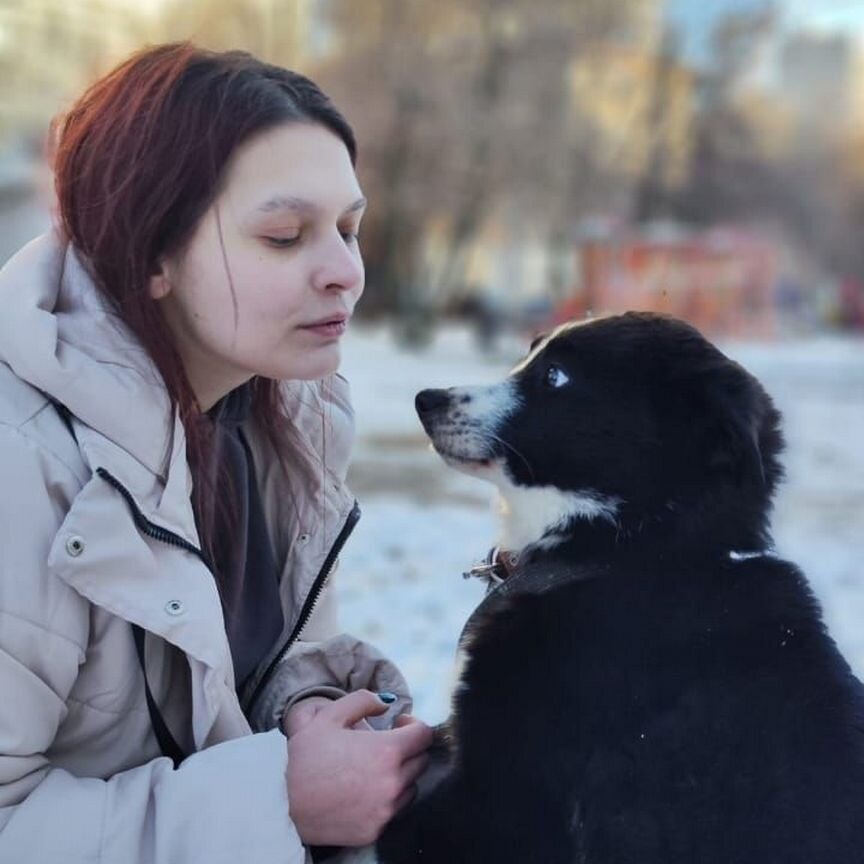 Метис в добрые руки