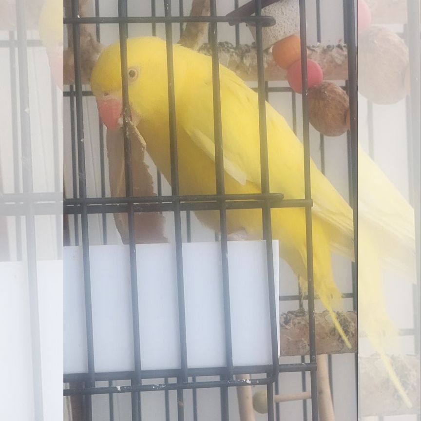 Ожереловый попугай