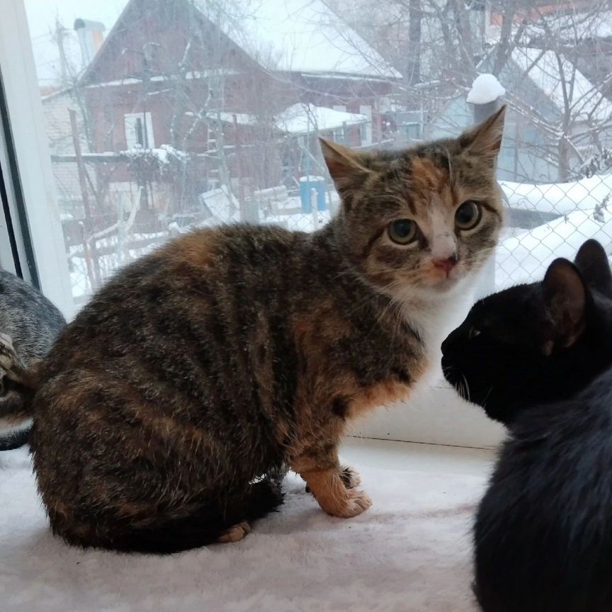 Котенок в добрые ручки