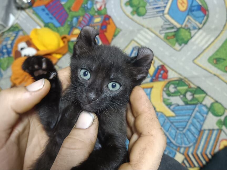 Котята эльфы