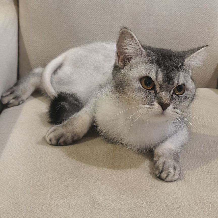 Шотландский прямоухий длинношёрстный котёнок