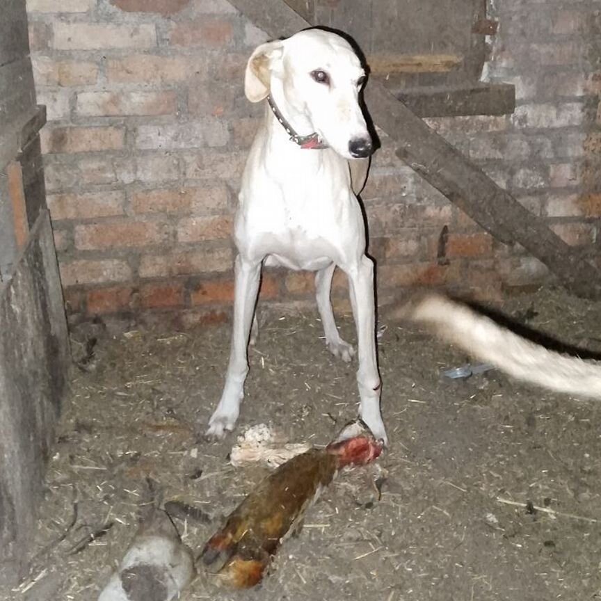 Хортая борзая, взрослый пёс