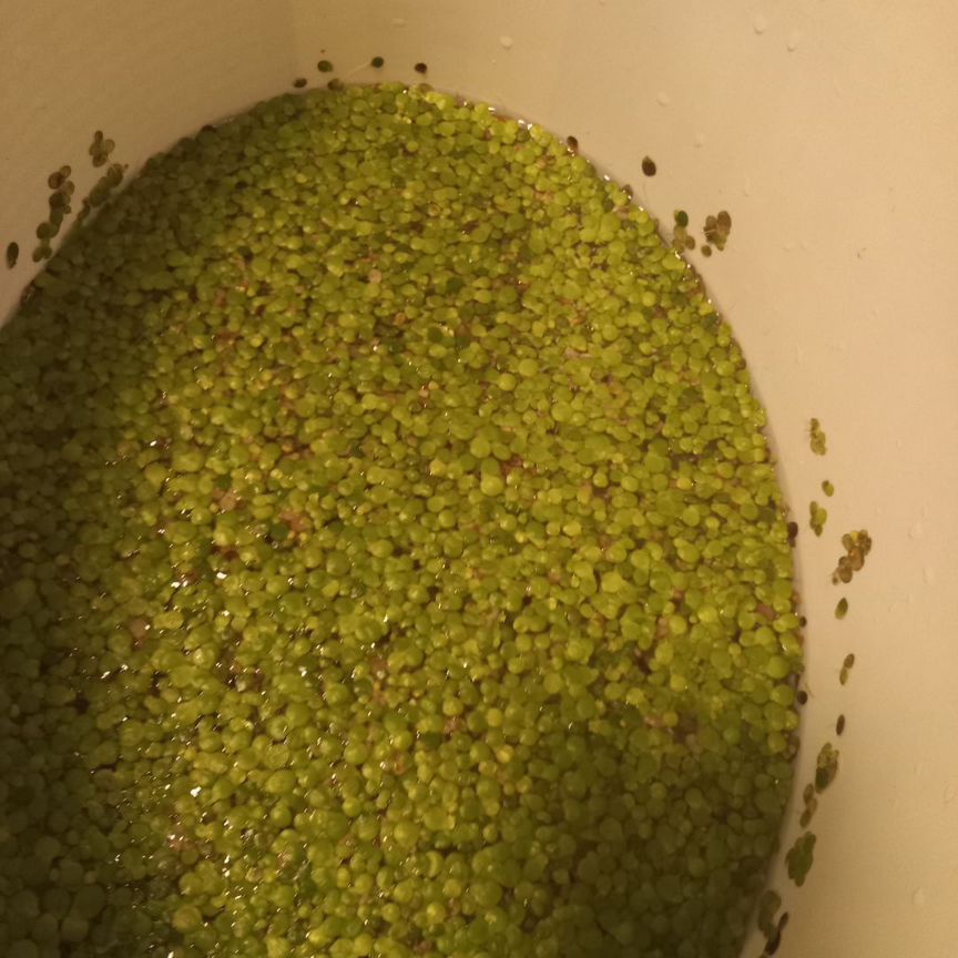 Ряска для аквариума