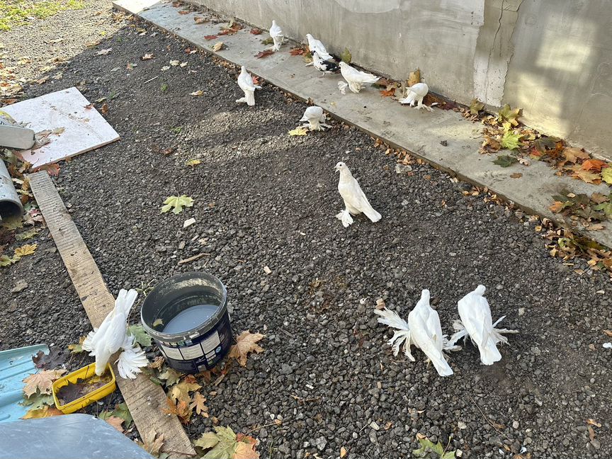 Иранские голуби Тебризы Пар-парли