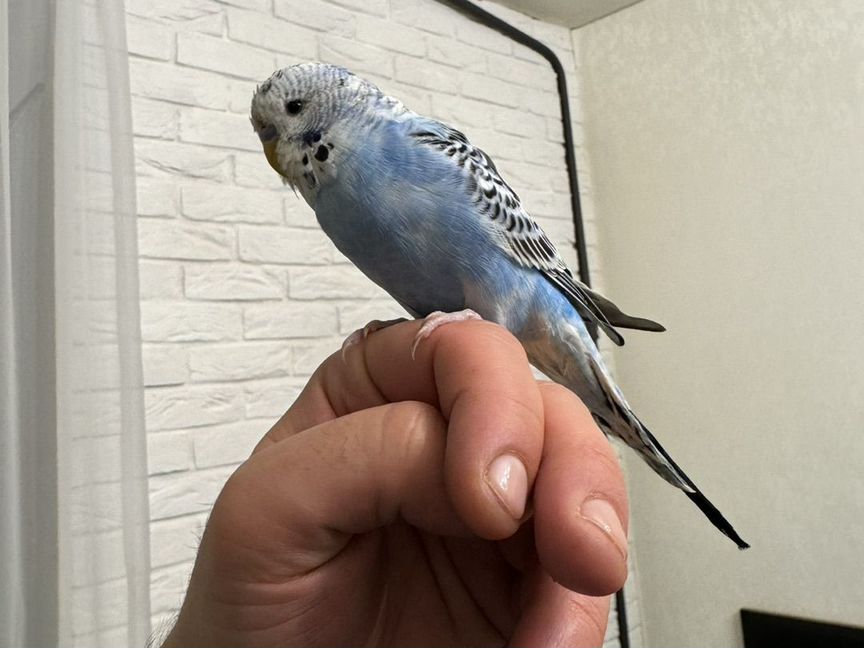 Волнистые попугаи пара получехов ввп