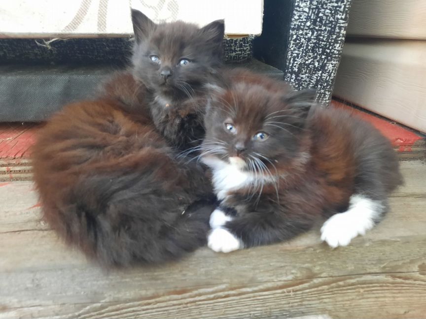 Отдам бесплатно в добрые руки котят 2 мес