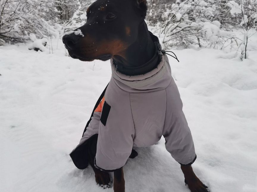 Собака
