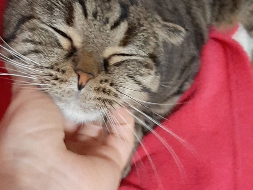 Отдам кота в добрые руки