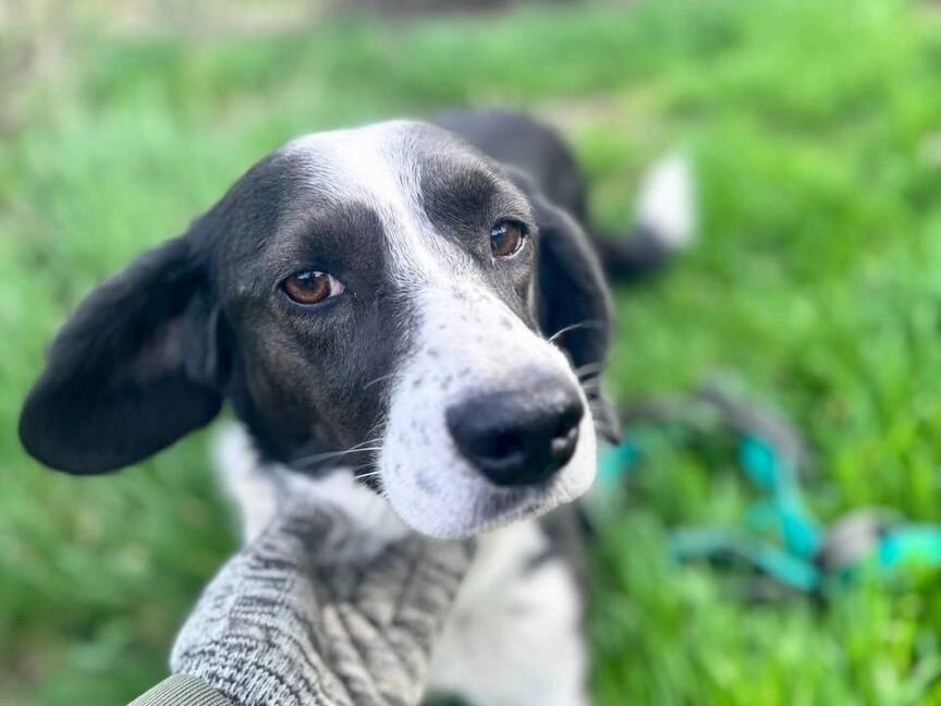 Собака в добрые руки