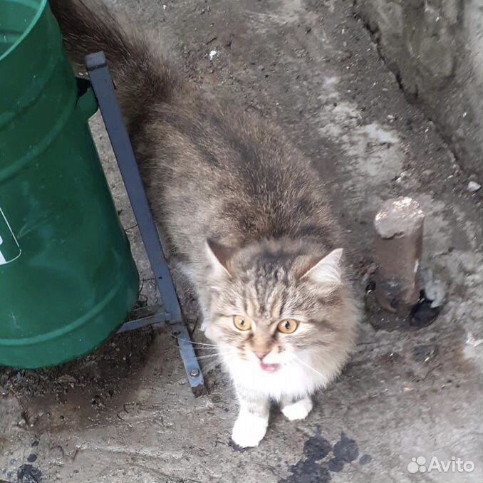 Ласковая кошка живет на улице