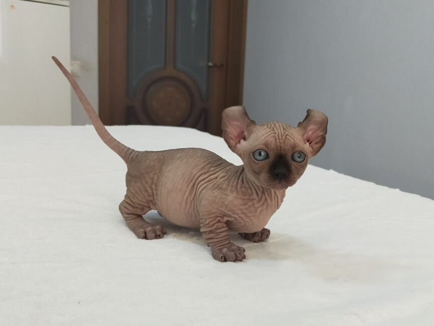 Котята эльфы двэльфы
