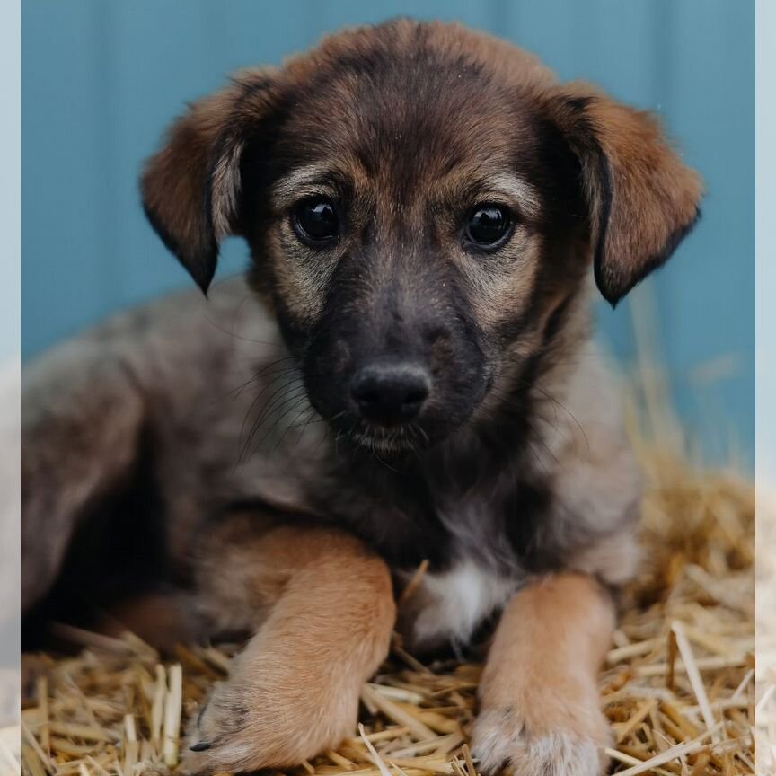 Щенок в добрые руки