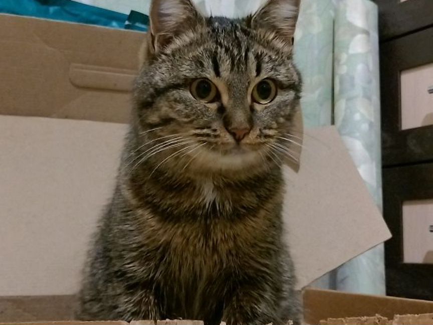 Кошечка Рита