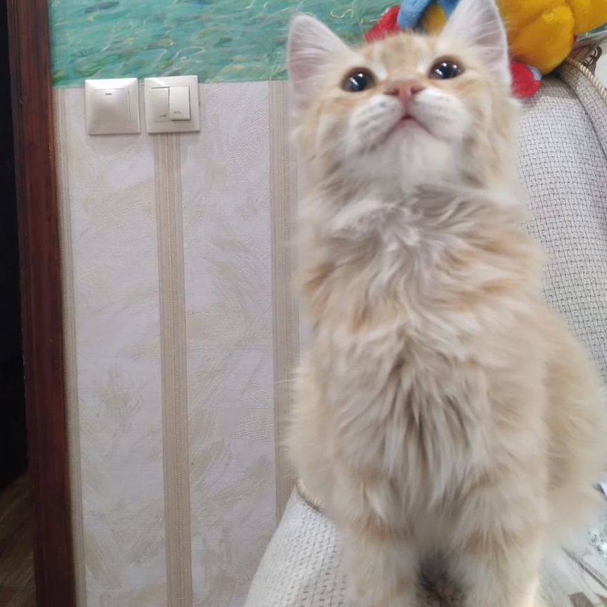 Котенок мальчик кремовый красавчик