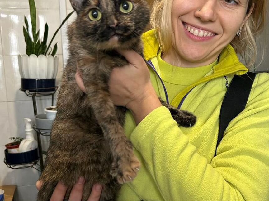 Кошка в приюте