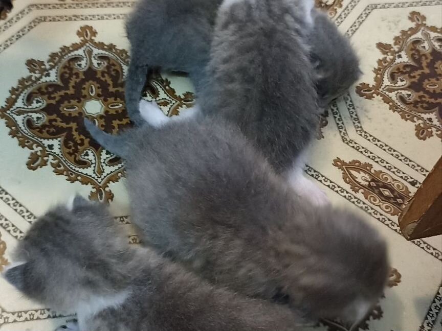 Котята серые