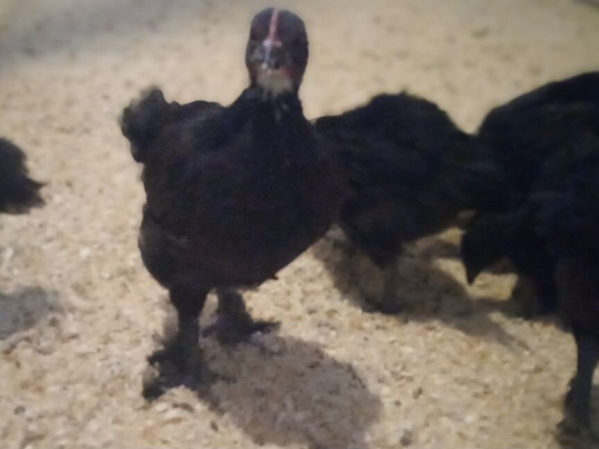 Цыпленок, курочки Марана