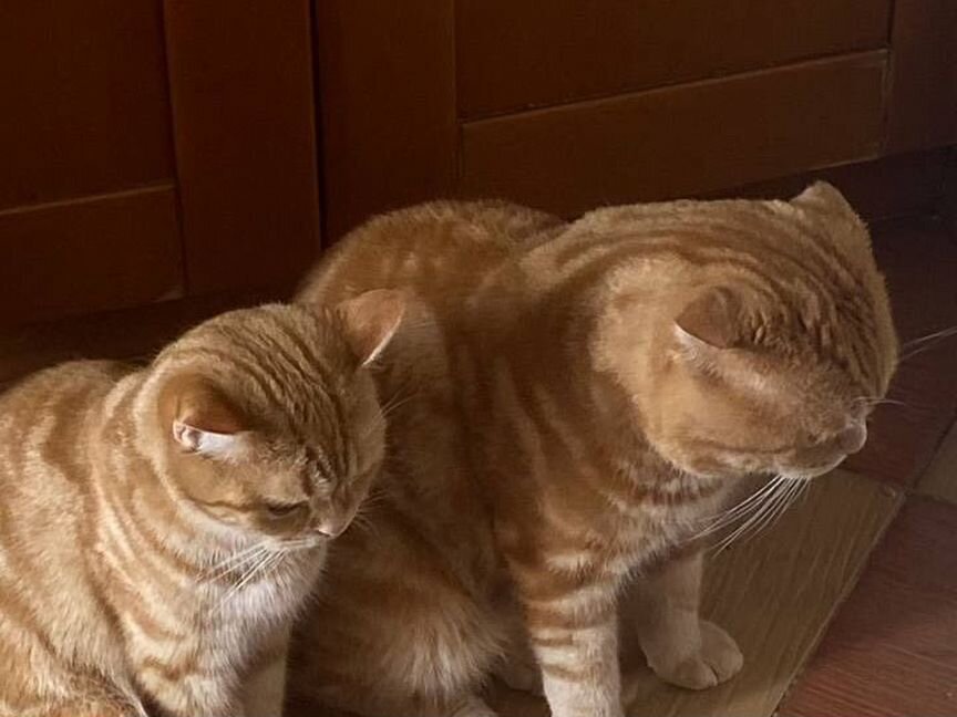 Шотландские вислоухие котята