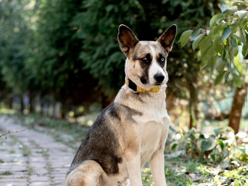 Хаски (метис) Жозефина в добрые руки