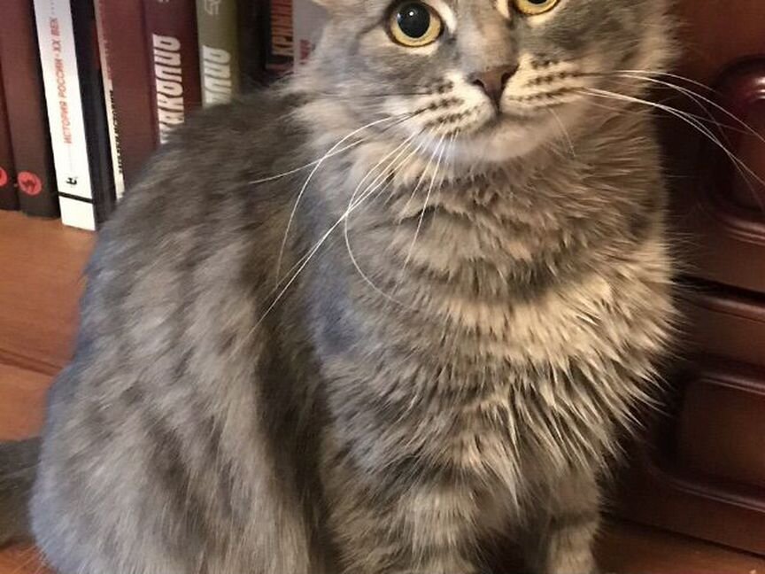 Кошечка