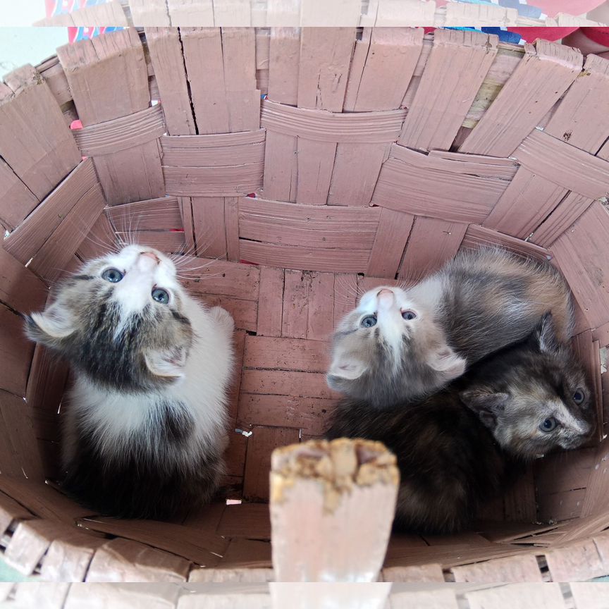 Котята в добрые руки