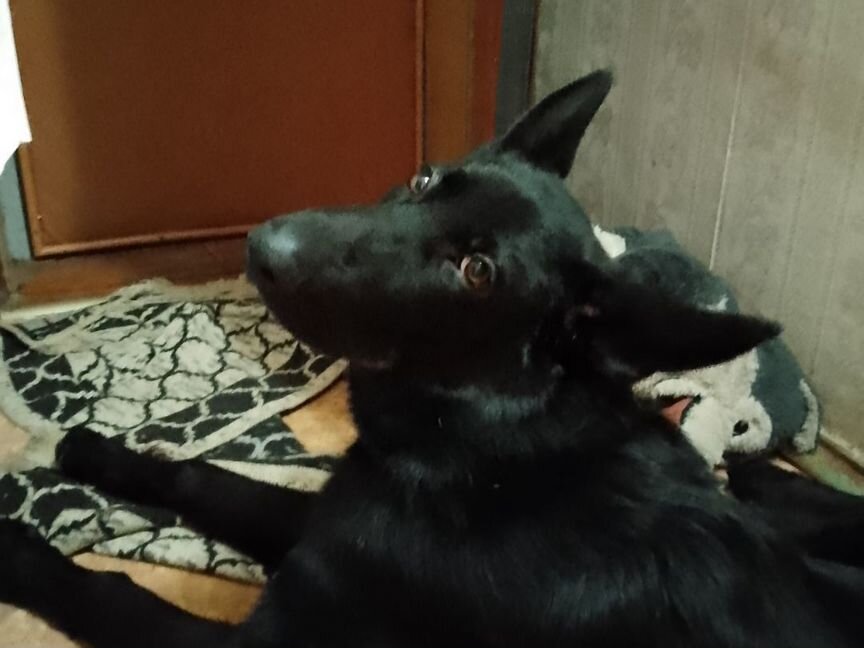 Щенок от немецкой овчарки в добрые руки