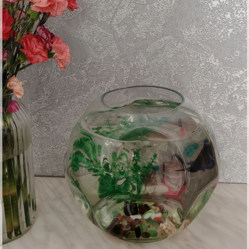 Рыбка петушок самец с аквариумом