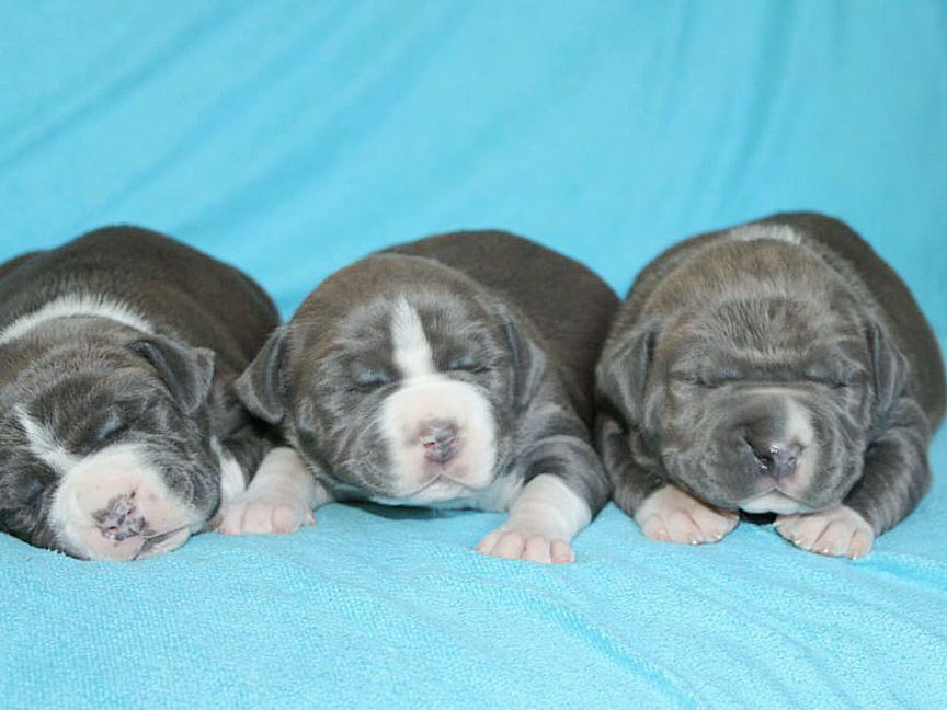 Амстаффики голубого окраса