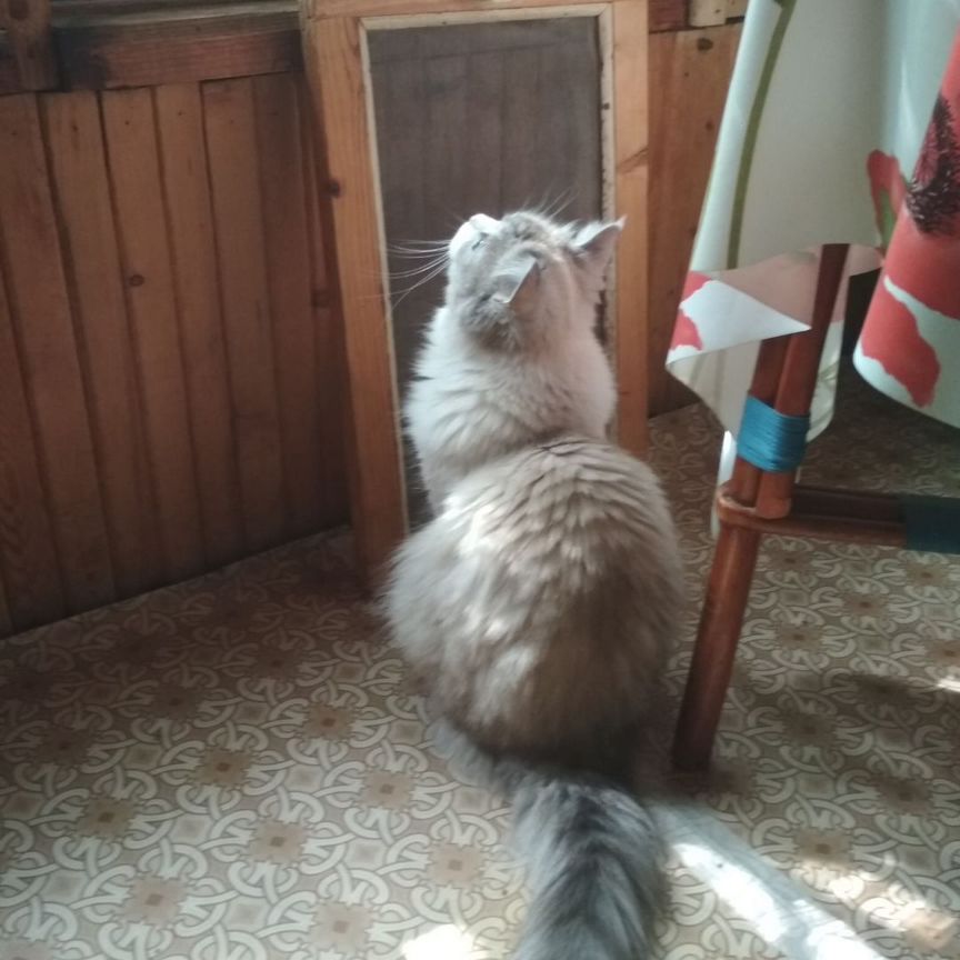 Кошка