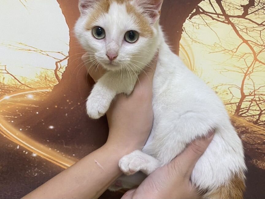 Кошка в дар бесплатно