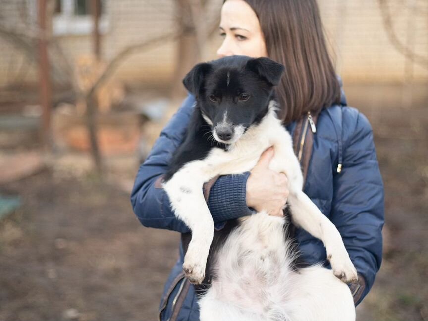 Активный Фантик в добрые руки